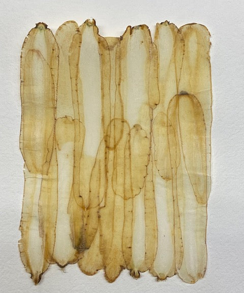 Vegetable/Fruit Papyrus – Hiromi Paper, Inc.