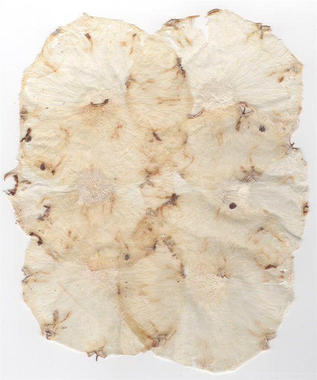 Vegetable/Fruit Papyrus – Hiromi Paper, Inc.