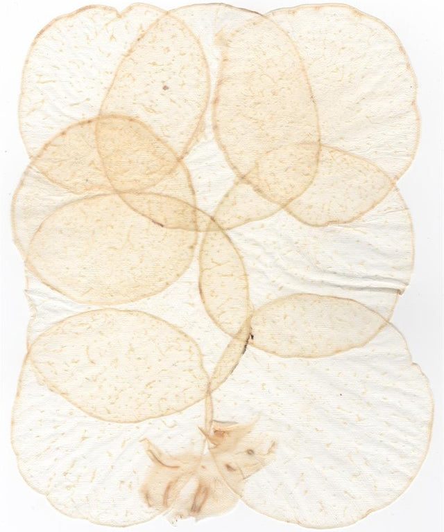 Vegetable/Fruit Papyrus – Hiromi Paper, Inc.
